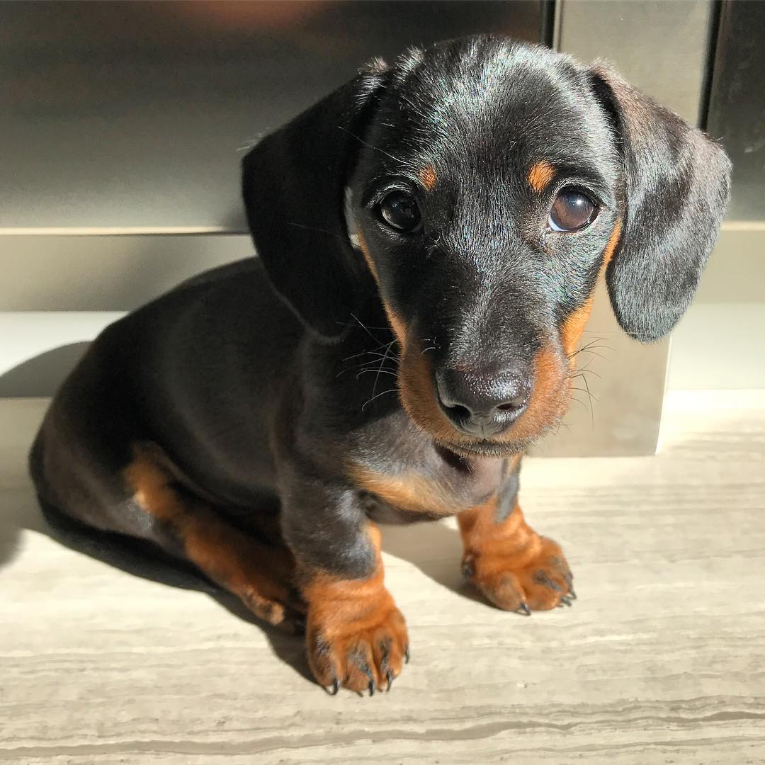 Fresh Mounts Dachshund Puppies Home – Buy Dachshund Puppies